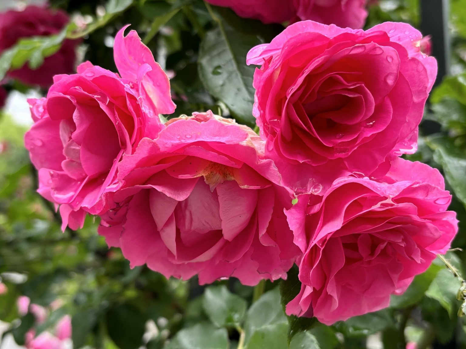 東灘・六甲アイランドのRIC ROSE GARDENのバラが見頃を迎え「第13回六甲アイランドバラ祭り」が5月26日（日）まで開催中だよ♪ ...