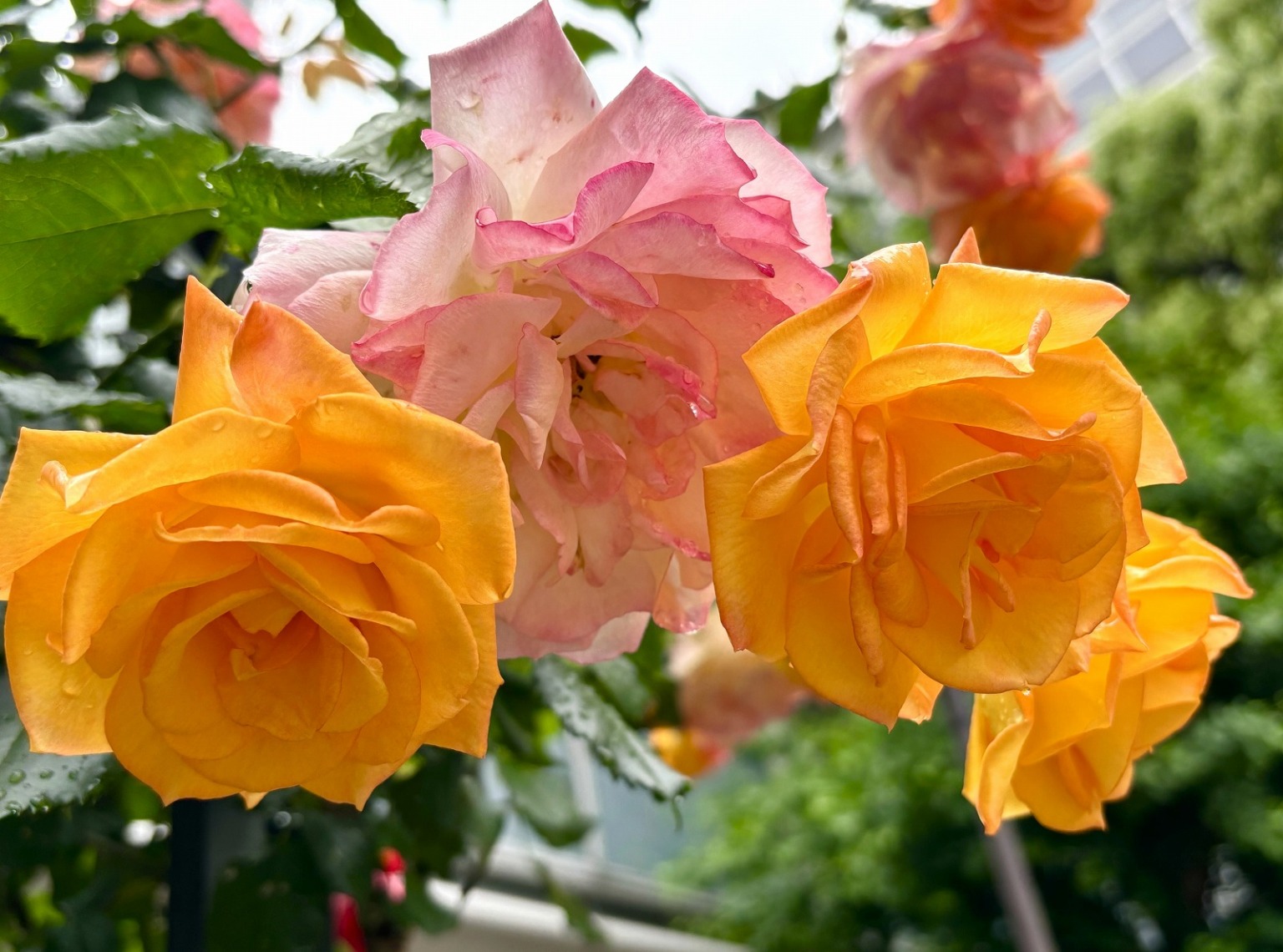 東灘・六甲アイランドのRIC ROSE GARDENのバラが見頃を迎え「第13回六甲アイランドバラ祭り」が5月26日（日）まで開催中だよ♪ ...