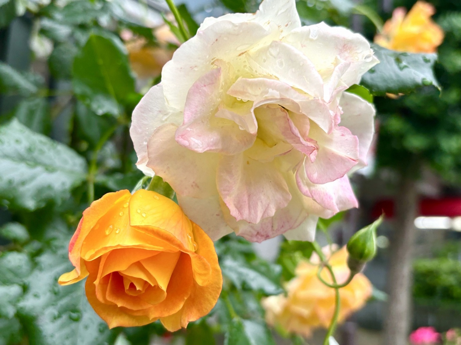 東灘・六甲アイランドのRIC ROSE GARDENのバラが見頃を迎え「第13回六甲アイランドバラ祭り」が5月26日（日）まで開催中だよ♪ ...